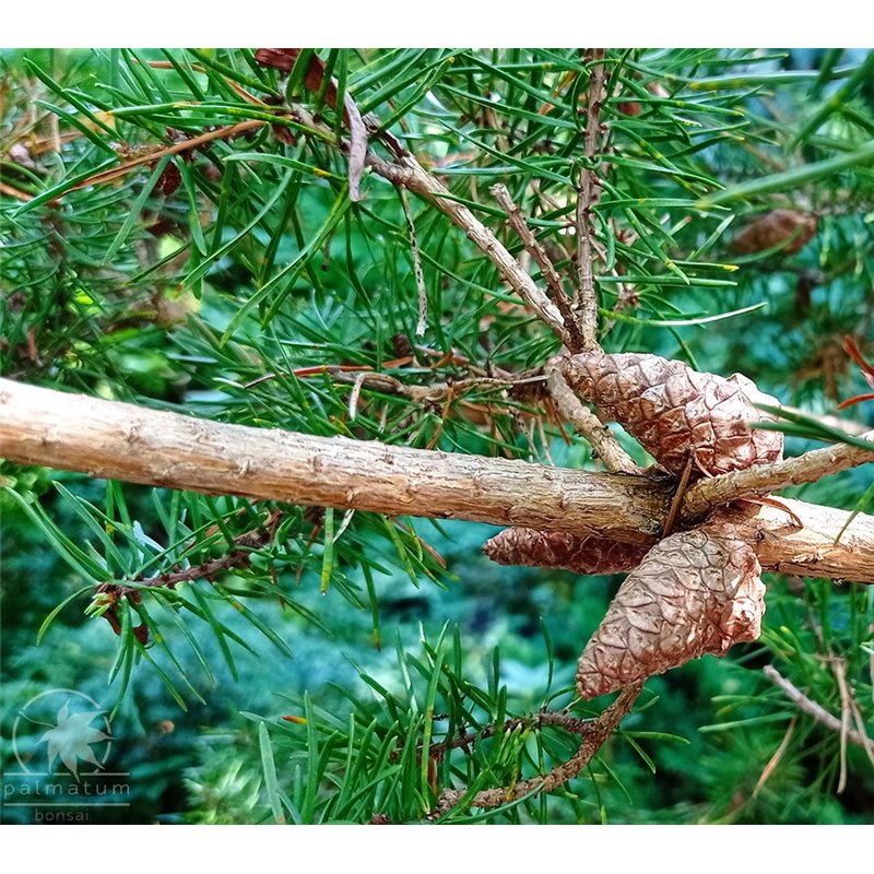 Jack pine (pinus banksiana) seedlings