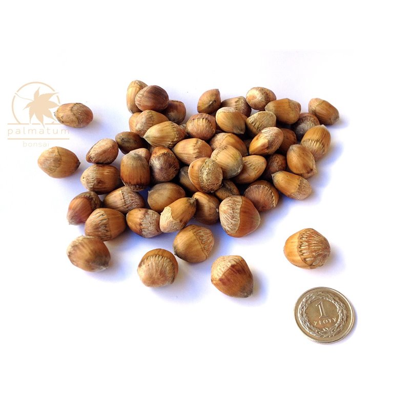 Turkish hazel or turkish filbert seeds