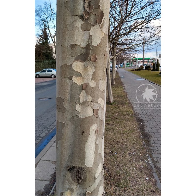 Platan klonolistny (platanus acerifolia) nasiona