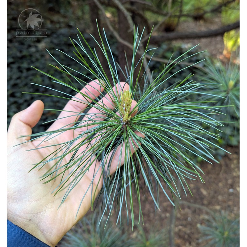 Korean pine (pinus koraiensis) seeds